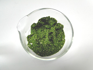 Using fungi to catch algae - A*STAR Research