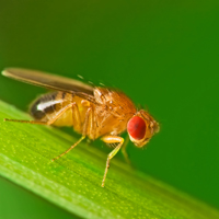 Mutant flies give mixed-up mating messages - A*STAR Research