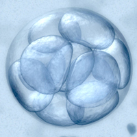 Ancient invaders activated during embryo development - A*STAR Research