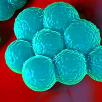 Breaking through the bacterial membrane - A*STAR Research