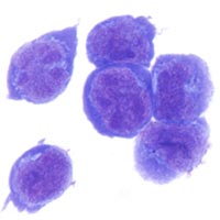 Confirming the origin of macrophages - A*STAR Research