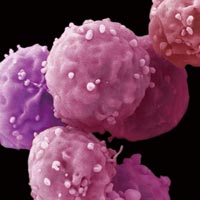 ELABELA helps unlock the secrets of early survival and development - A ...