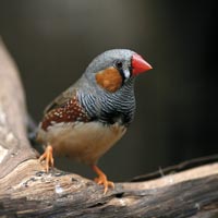 Sifting for gene mutations - A*STAR Research