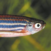 Zebrafish model leads to new drug target - A*STAR Research