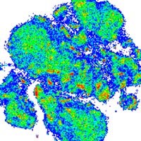 Charting T cell territory - A*STAR Research
